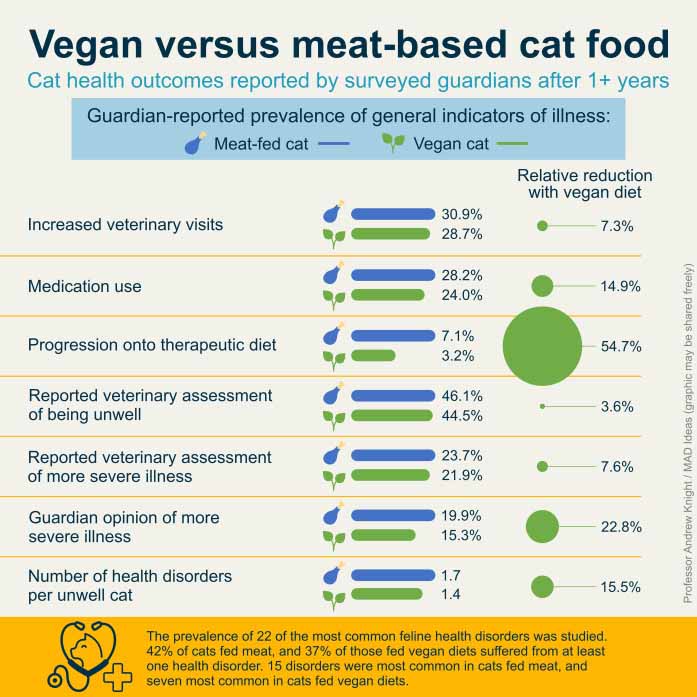 Vegan Cats Challenge Carnivorous Expectations - Addis Ababa Weekly